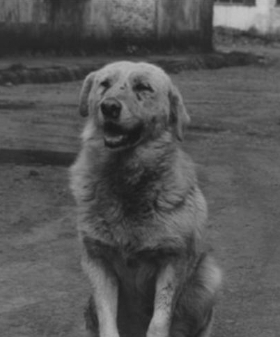 RIO TURBIO (HISTORIA EN IMAGENES): TONEL (EL PERRO MINERO)