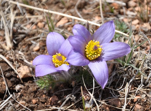 LOPHOPHORA: Mongolian wildflowers - information on the peyote cactus et ...
