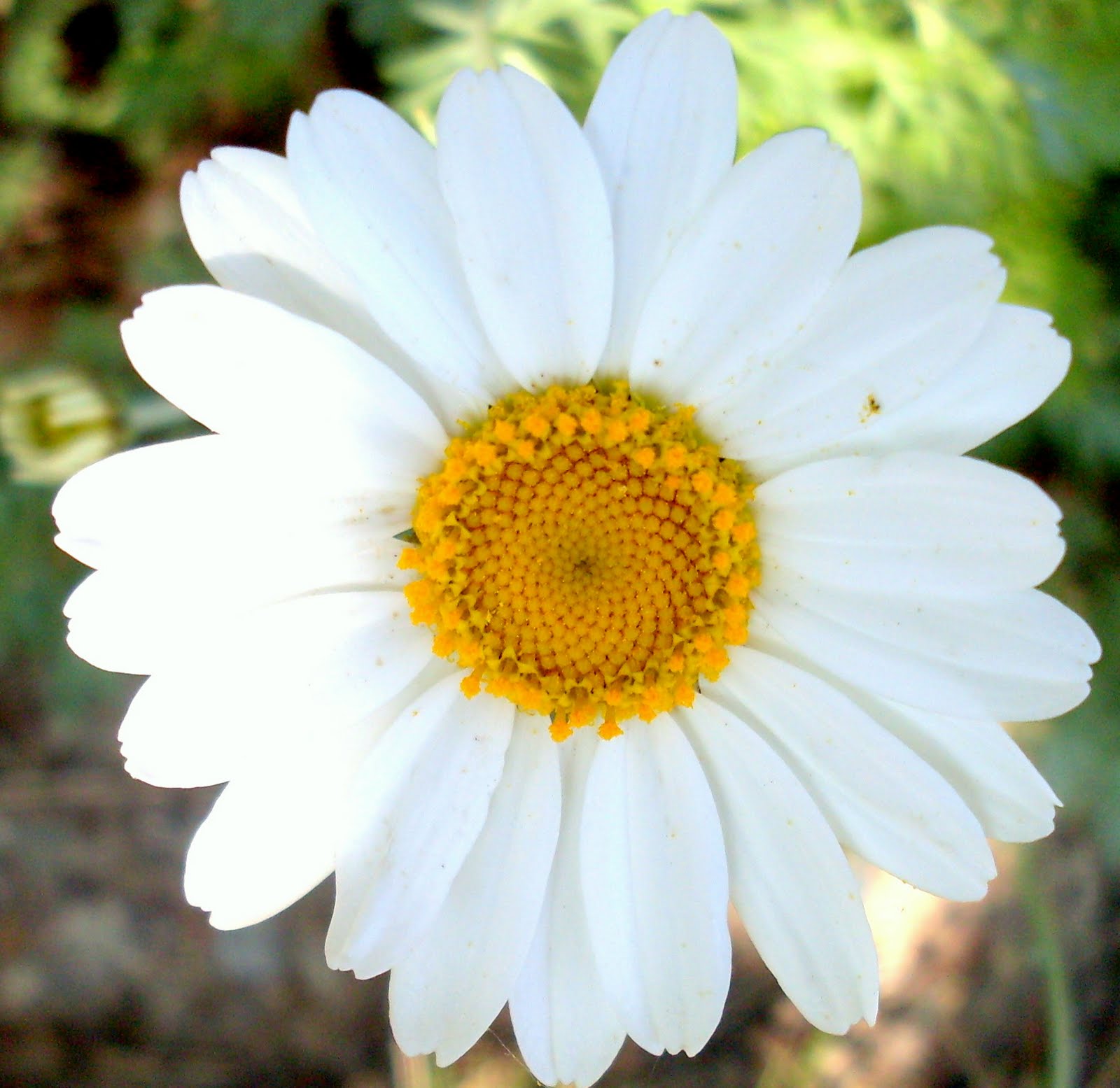 gillyflower: Flower Photos