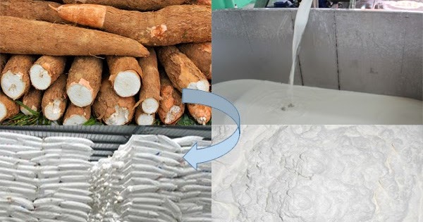 How processing cassava into flour