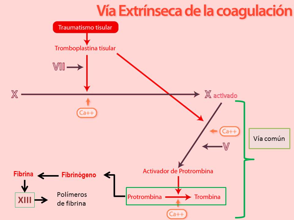 Portafolio de evidencias de Fisiología Básica (Ilsa Elenes IV.-5 ...
