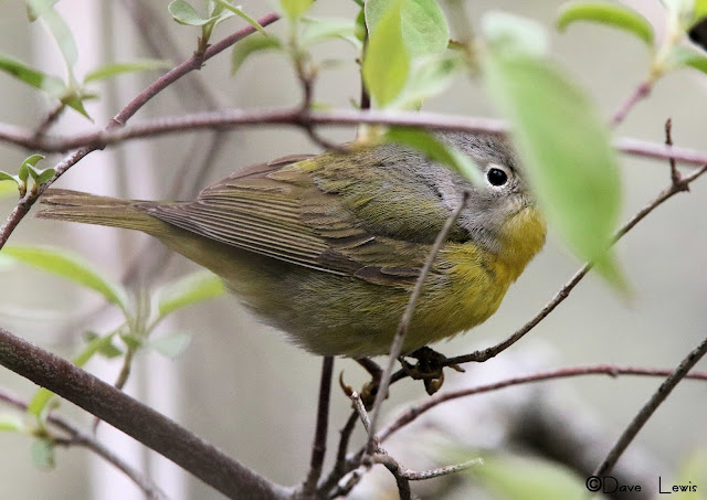 Birds from Behind : 29 May 2016
