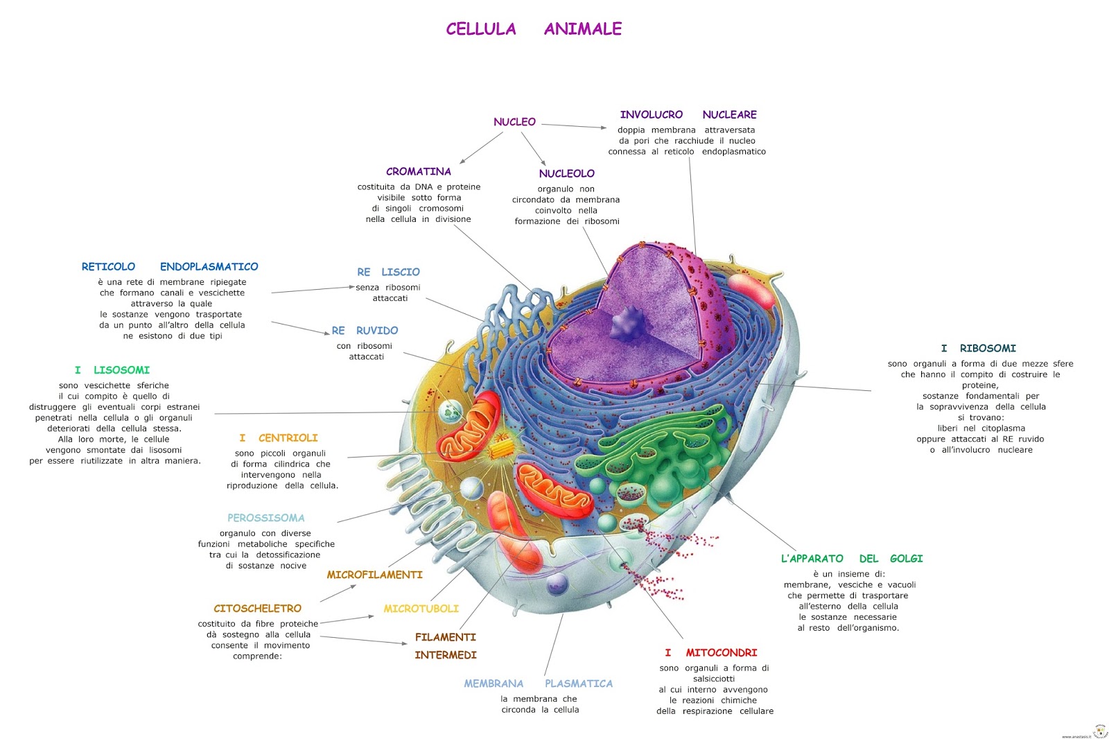 Paradiso delle mappe: Cellula animale