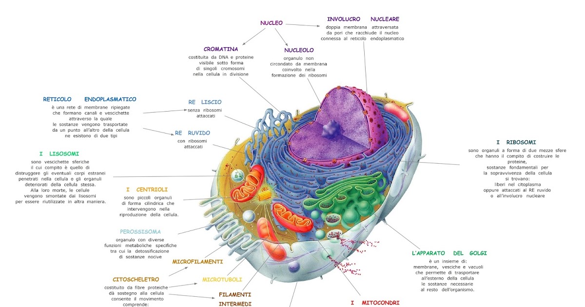 Paradiso delle mappe: Cellula animale