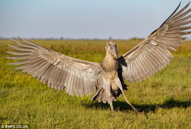 White Wolf : Shoebill appears to smile as it is released into the wild ...