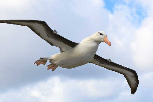 All About Animal Wildlife: Albatross Facts and Photos-Images
