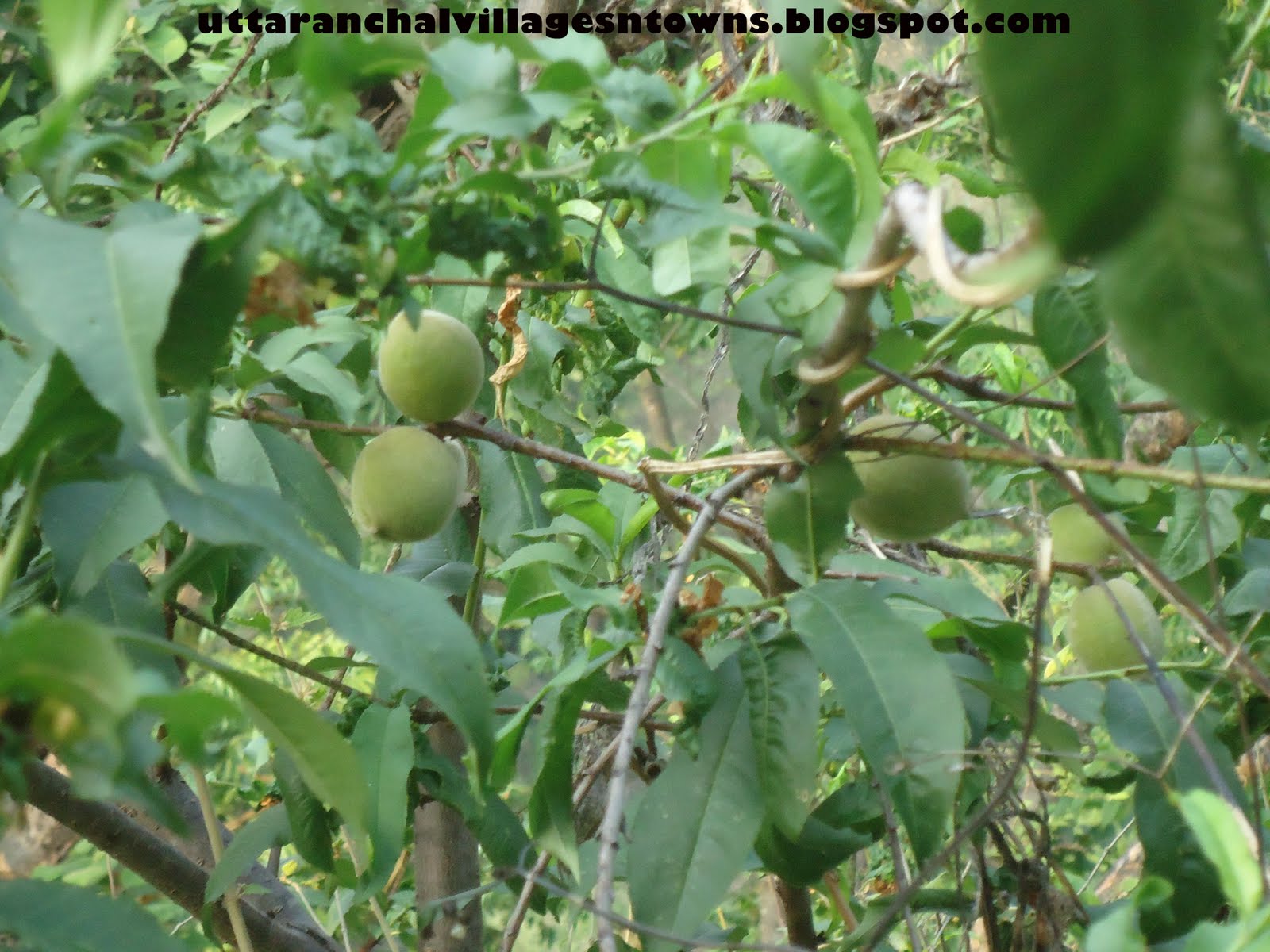 Villages and towns of Uttaranchal: Uttaranchal flora