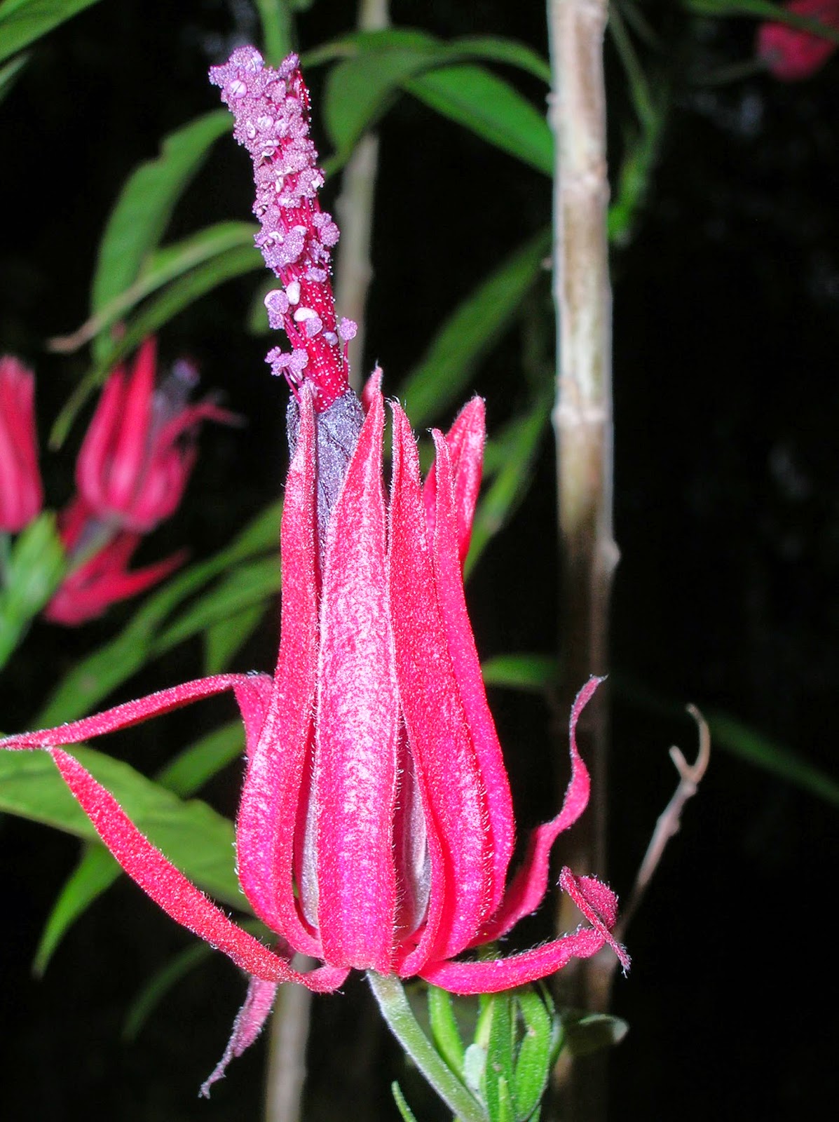 Recregarden: PAVONIA MULTIFLORA