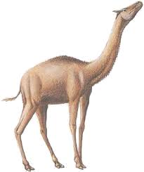 Aepycamelus ~ Historia geológica de la tierra con Arturo ANONYMOUS