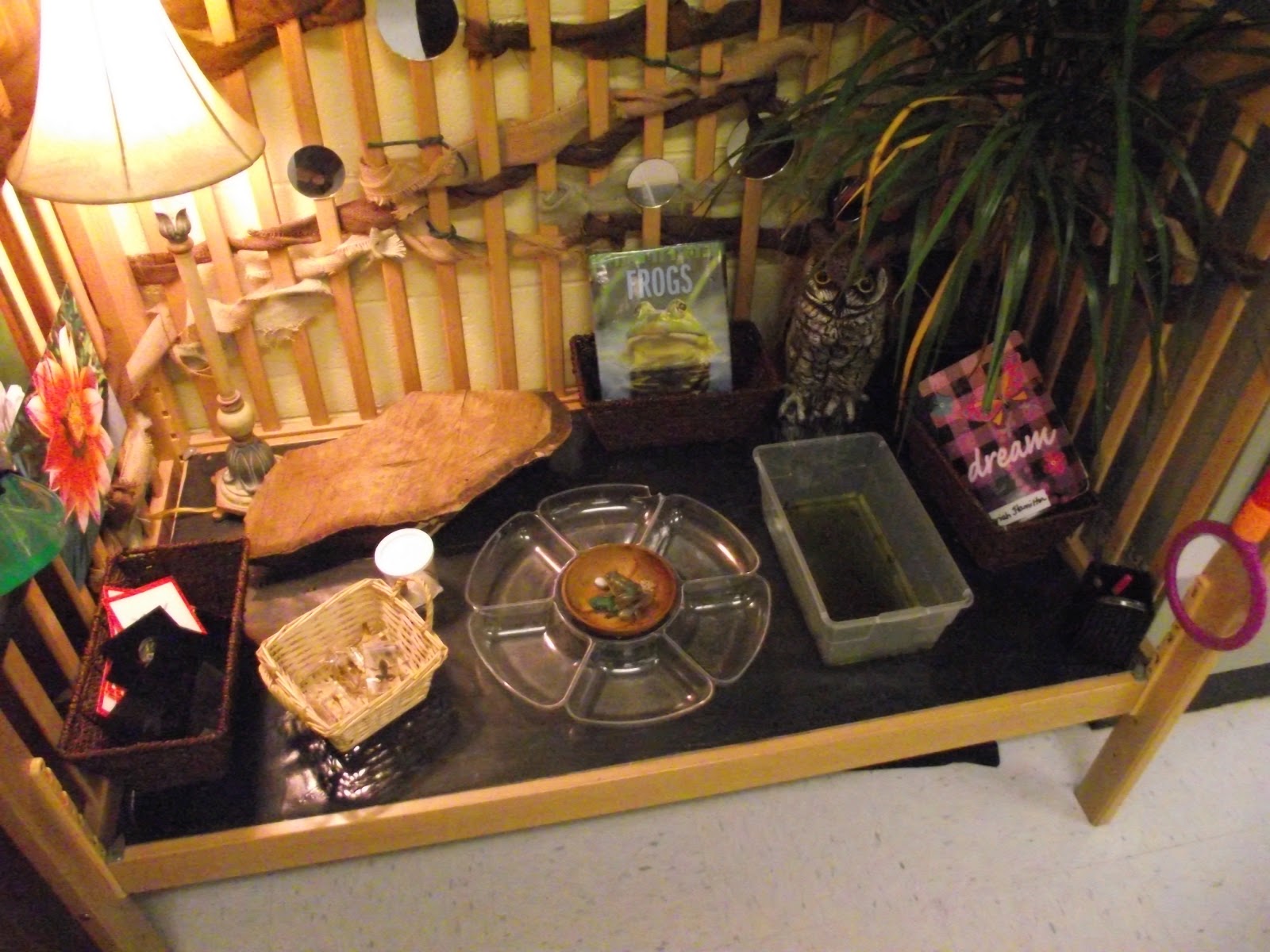 Better Classrooms and Playgrounds: Frogs in the Science Center