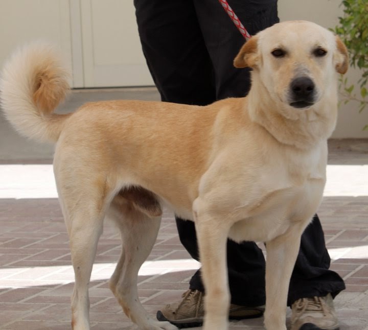 Wild born Canaan dogs of Saudi Arabia