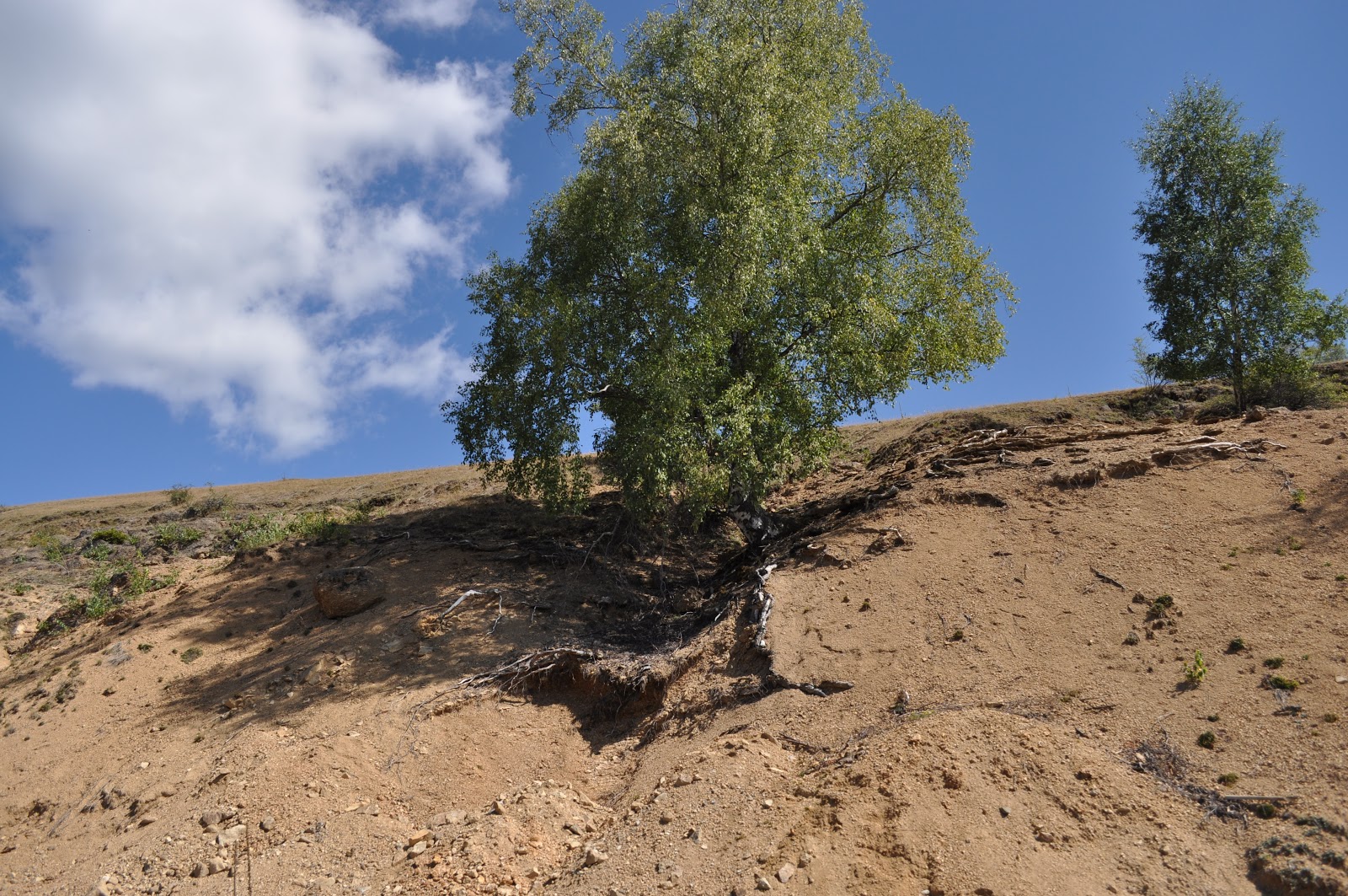 Poze, Natura, Animale, Plante, Romania, Valcea, Ionut Ungureanu