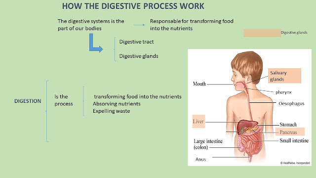 MI BLOG DE CUARTO: UNIT 4 NUTRITION FUNCION IN HUMAN BEINGS : DIGESTION ...