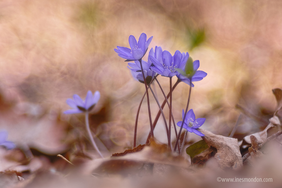 Mixed Pixels: Hepatica nobilis