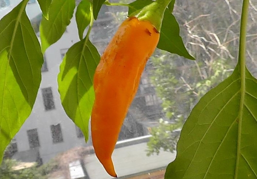 growing, tasting and using chillies: October 2012