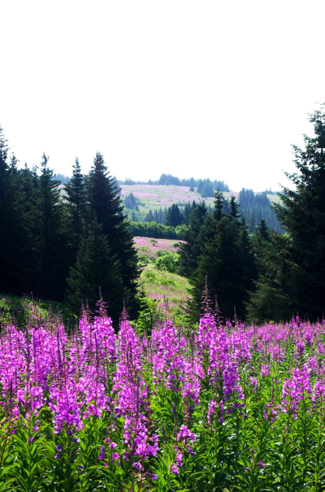 Experience - Walking Among Fireweed | Guide for Alaska's Disappearing ...