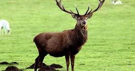 Fungsi Tanduk yang Ada Pada rusa