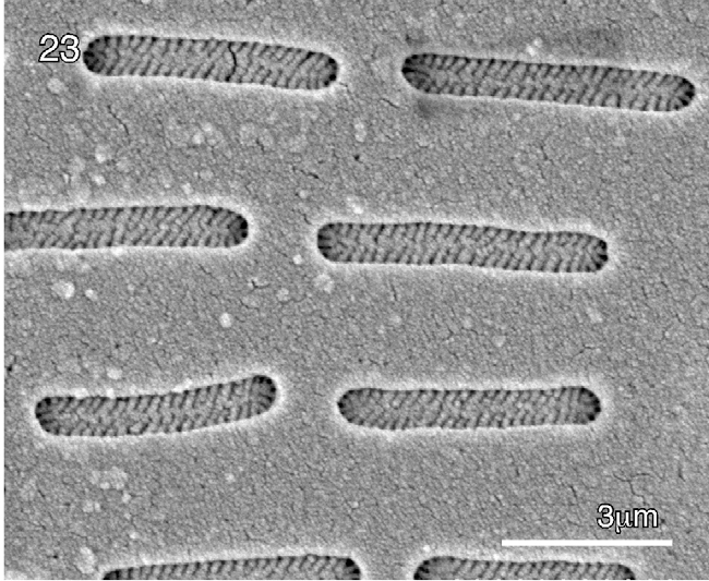 Sciency Thoughts: New species of Diatom from Japan.