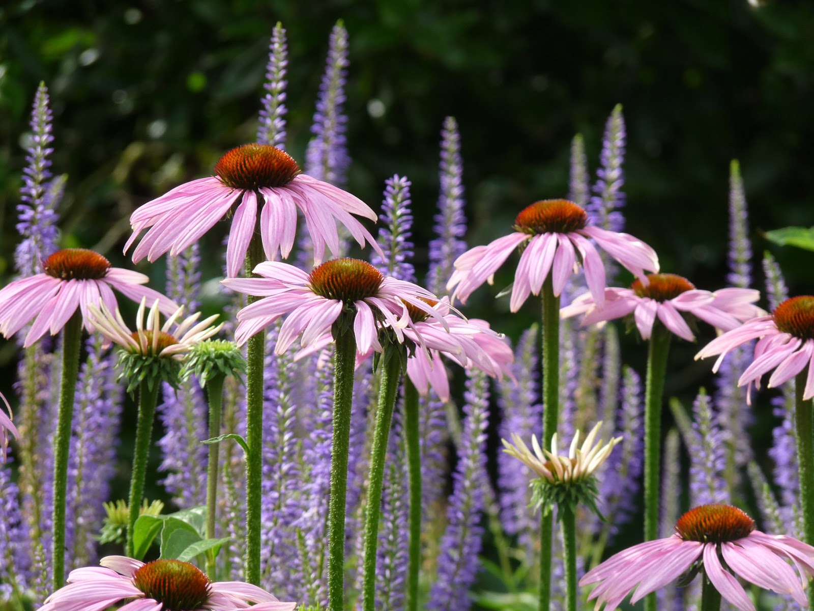 Promesse de roses: Une renaissance : la roseraie de Morailles (45)