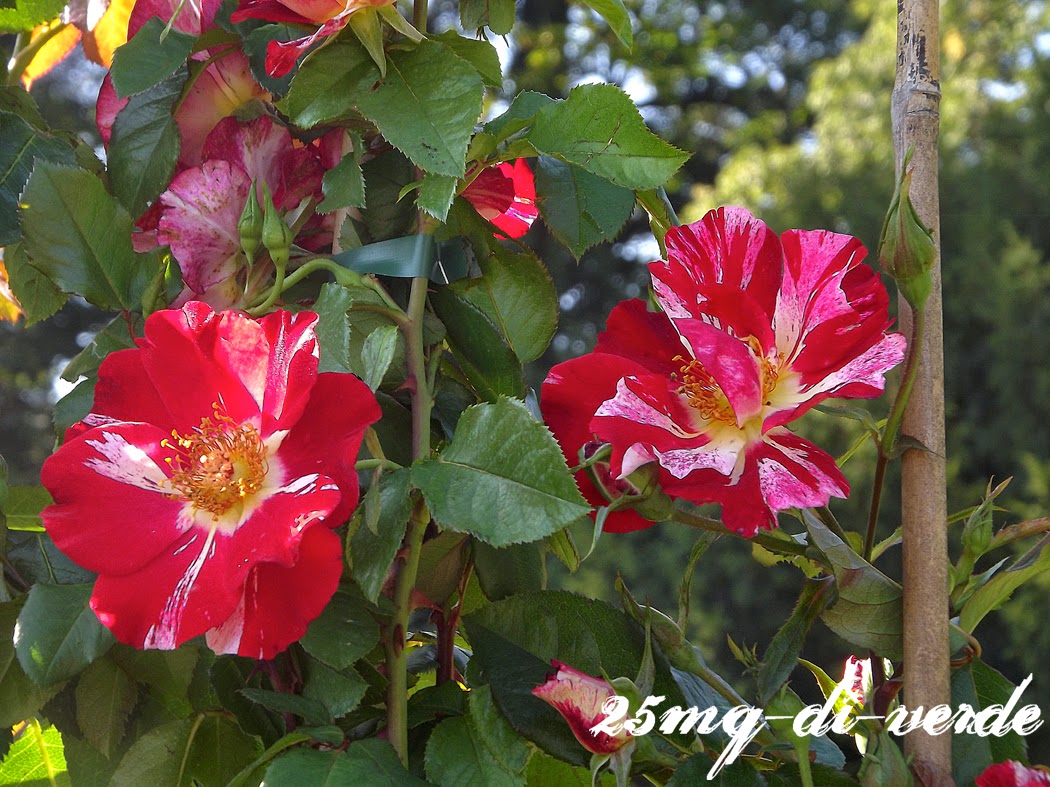 Rose d'autunno - Rose Barni - 25mq-di-verde