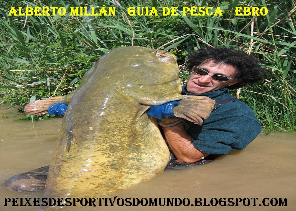 PEIXES DESPORTIVOS DO MUNDO: O SILURO - Silurus glanis Linnaeus, 1758