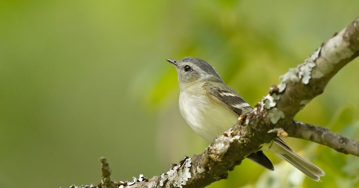 mis fotos de aves: Mecocerculus hellmayri Piojito de los Pinos Buff ...