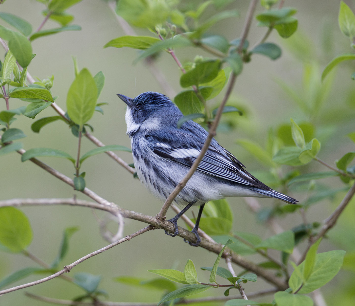pewit: Cerulean Warbler