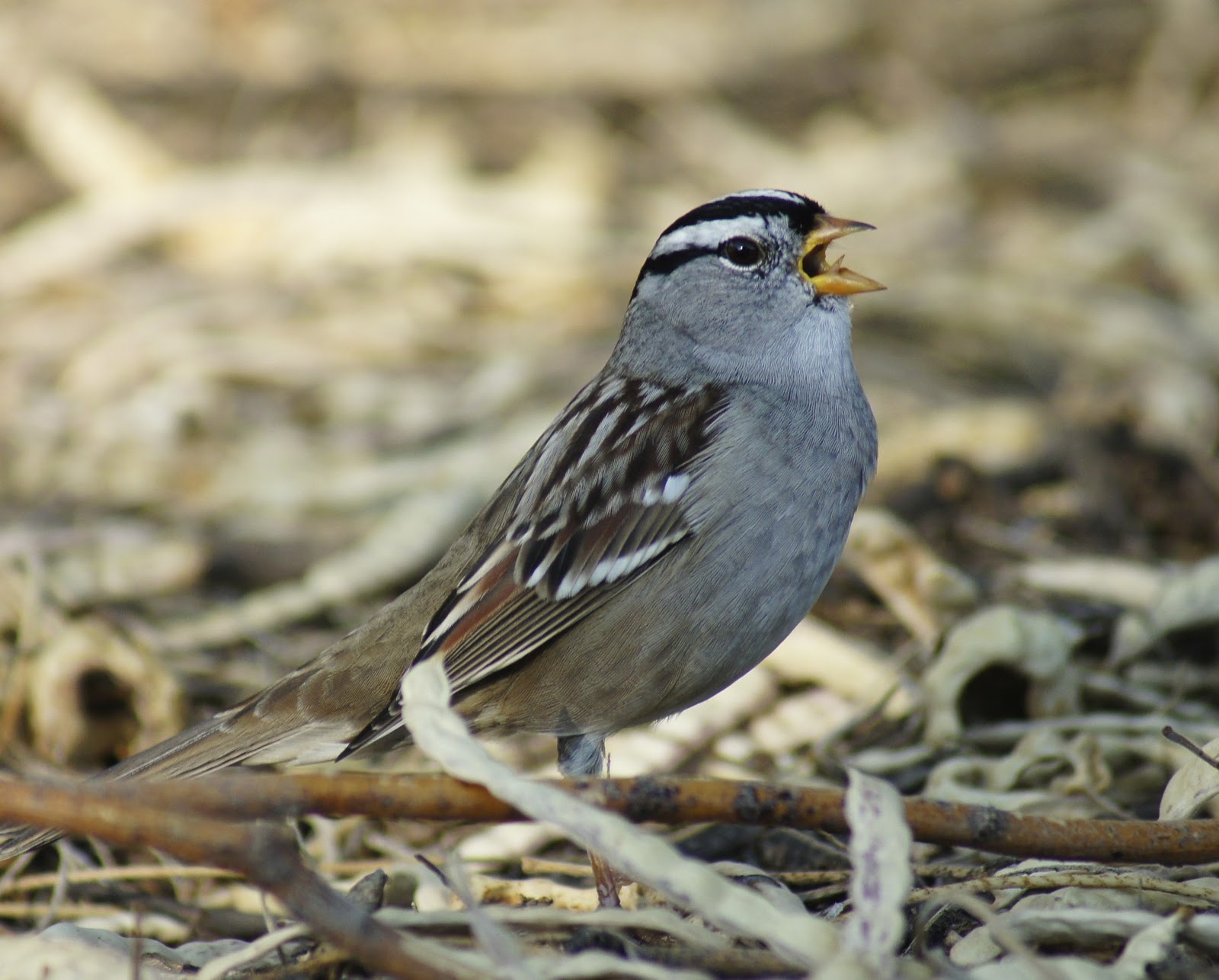 Butler's Birds: White-Crowned Sparrow
