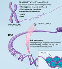 Kaplan Center for Health and Wellness: Nutrition and the Epigenome