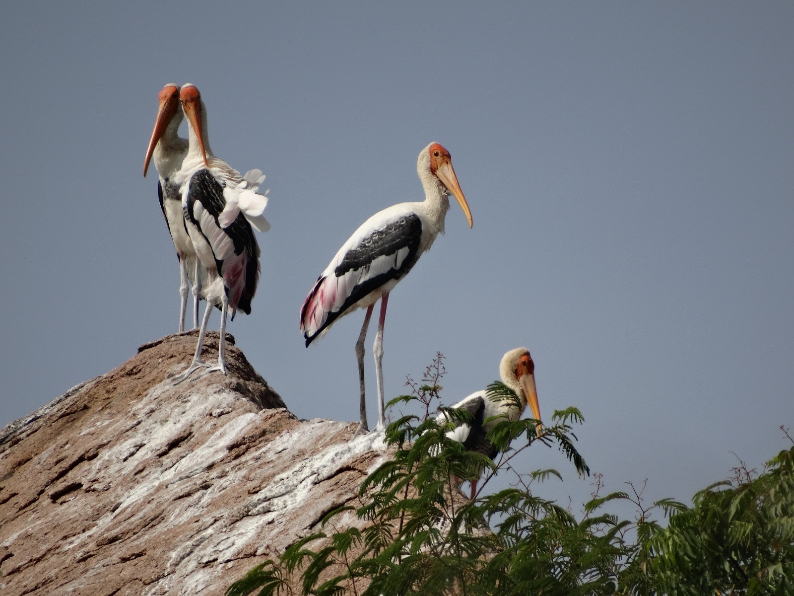 Anecdotes: Birds at Microsoft Campus - Part 2