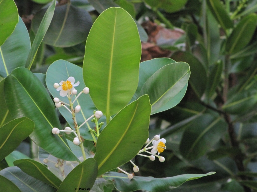 Gifting Trees...: The Beauty Leaf