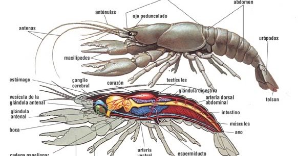 Los crustáceos: Fisiología