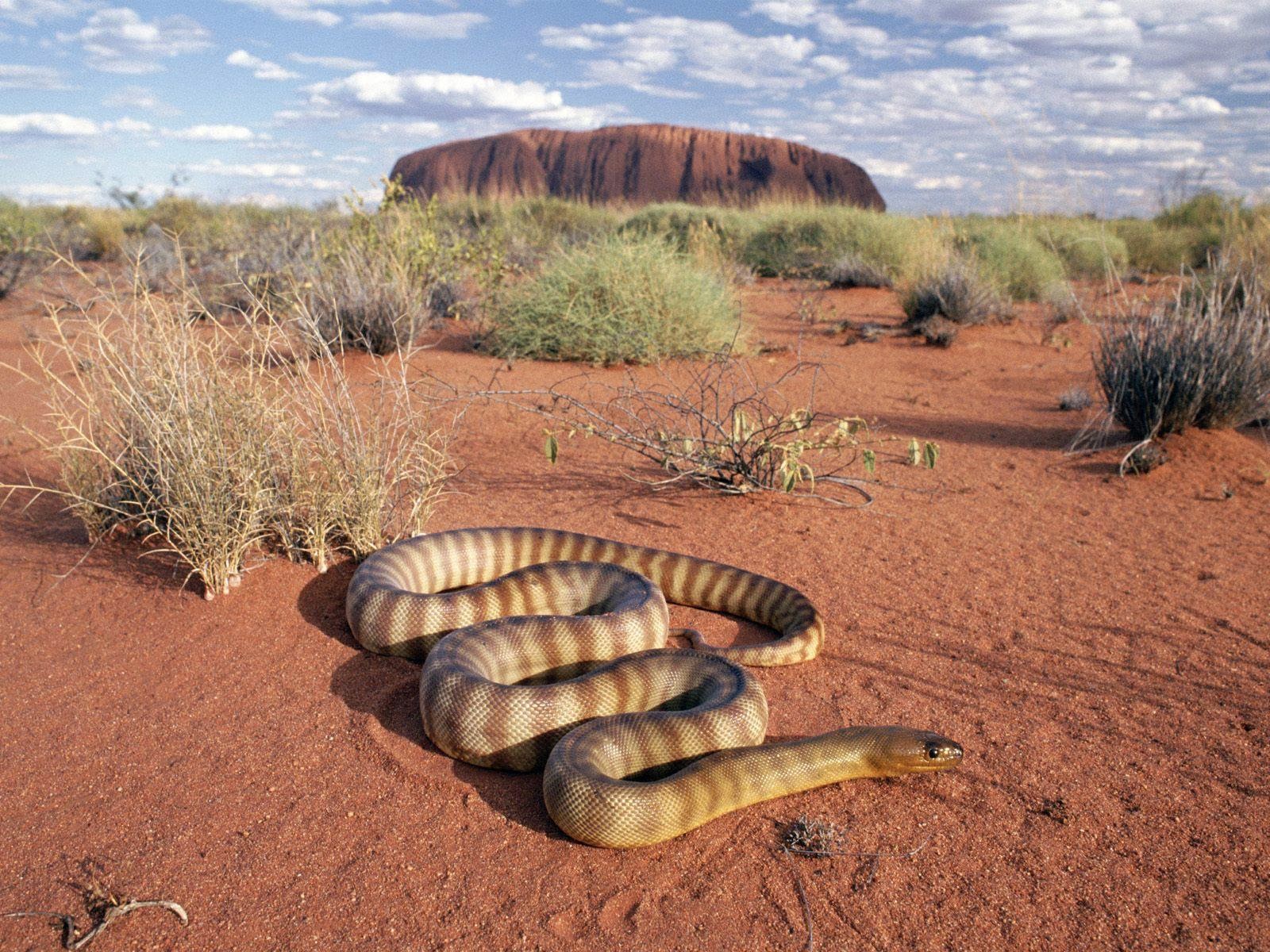 A fragment of Gondwana: How Pythons Got Their Grip On Australia. Part 1