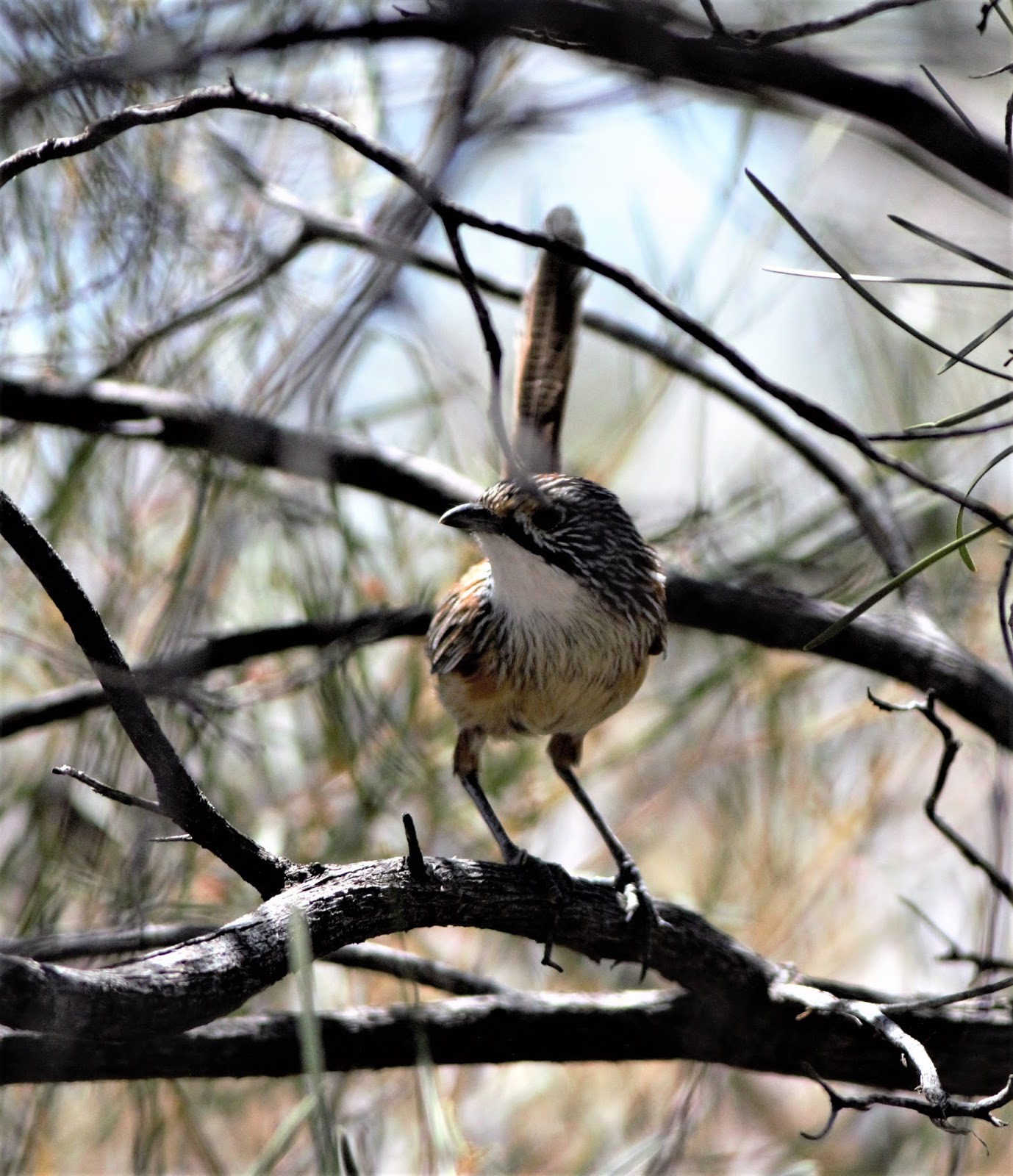 sunshinecoastbirds: Lark Quarry: Grey Falcon, Rusty Grasswren, Rufous ...