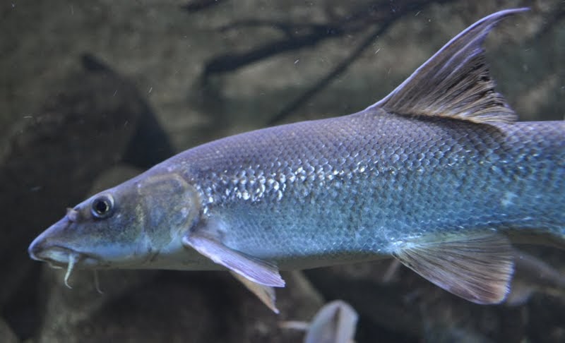 ZOOTOGRAFIANDO (6.100 ANIMALS): BARBO / BARBEL (Barbus barbus)