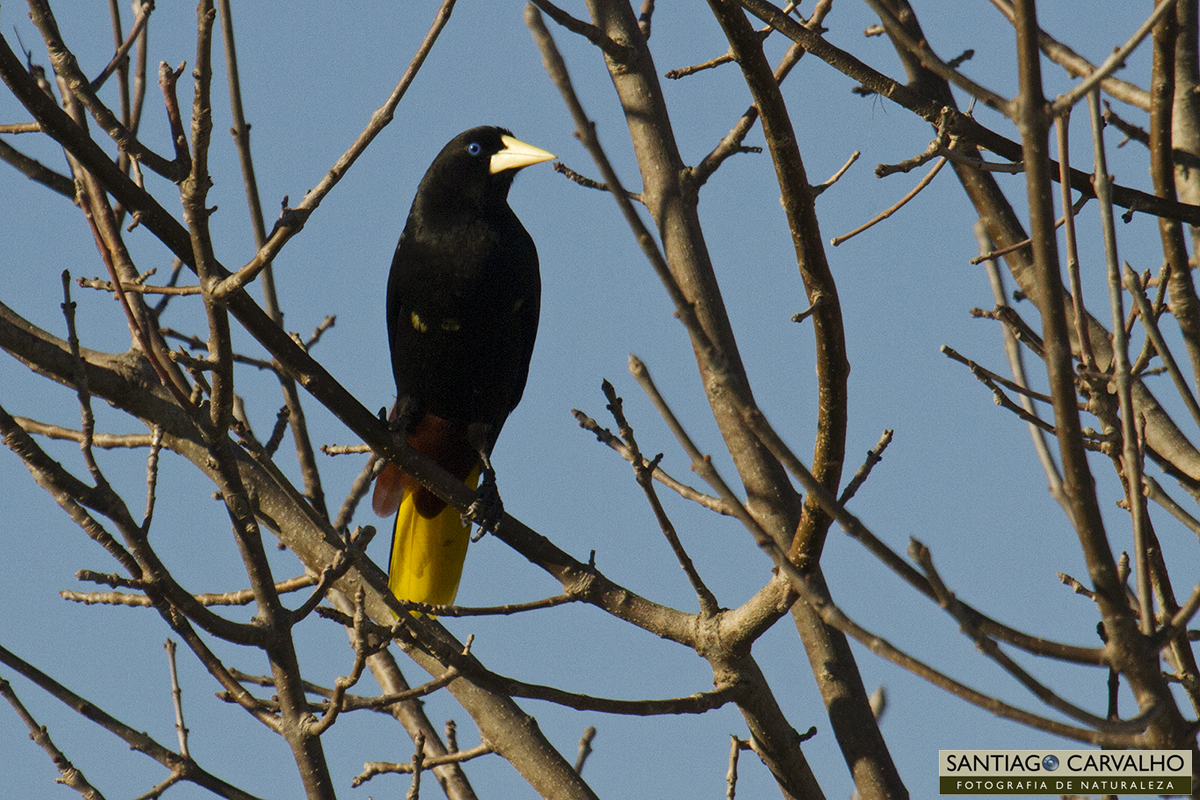 Santiago Carvalho: Yapú -Psarocolius decumanus- Un nuevo registro "Vagrant"