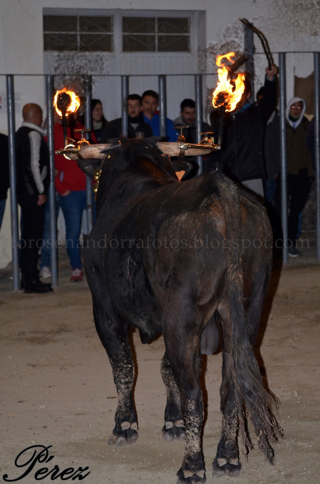 Toros en Andorra Fotos: Toro embolado de Alberto Granchel en Castellnovo.