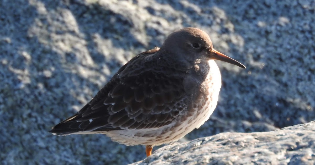 Plovers Blog: Purple Sandpipers