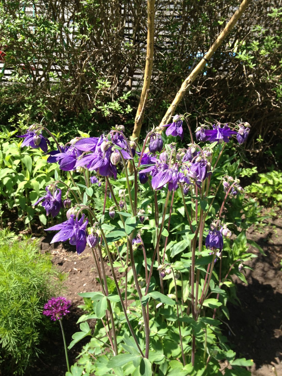 Draganasgarden: Tulipan, jorgovan