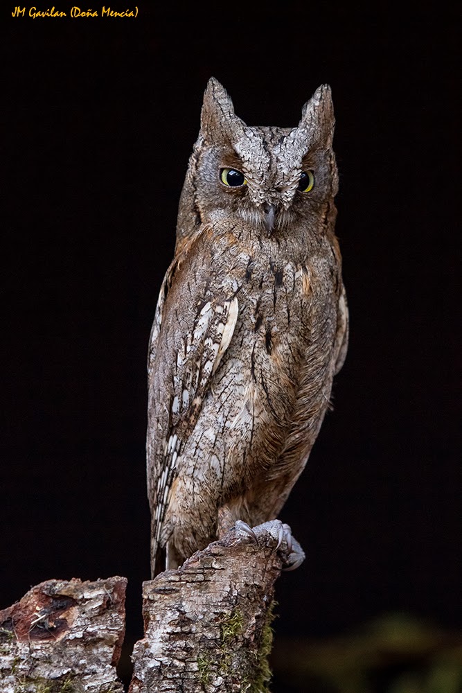 Fotografía de Naturaleza - JM Gavilán: Autillo europeo (Otus scops)