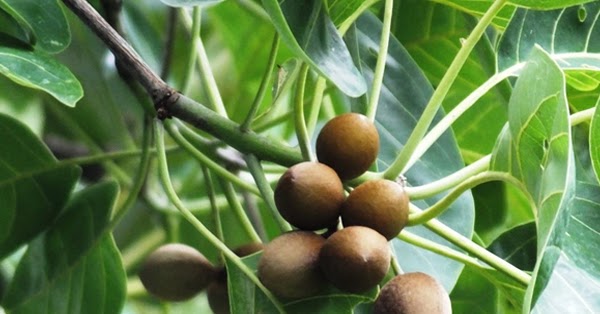 Flora-Hort. all about Horticulture, Floriculture and Landscaping ...