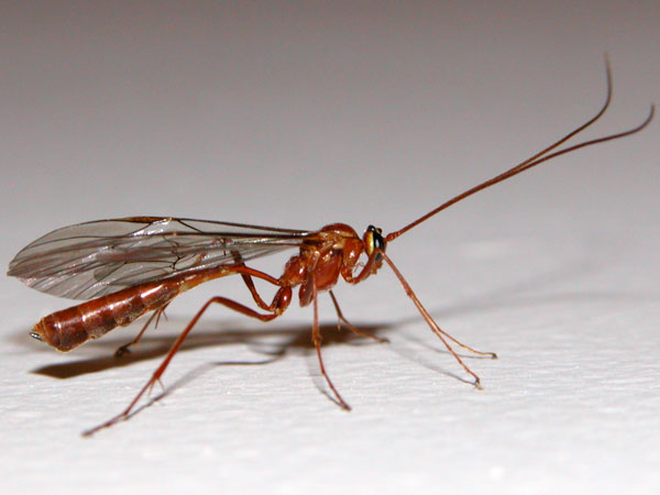 Ichabod, The Glory Has Departed: Pollinator Flowers - Loved by Bees ...