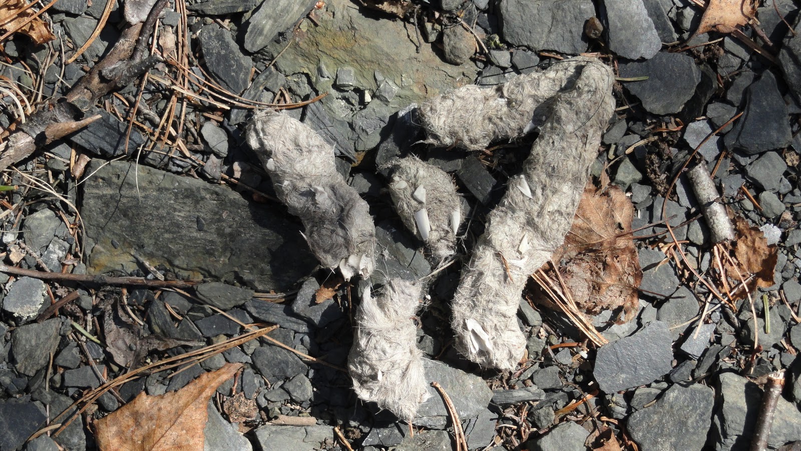 Red Wolf Awareness: # 3 - Red Wolf Awareness Project: Identifing Wolves ...