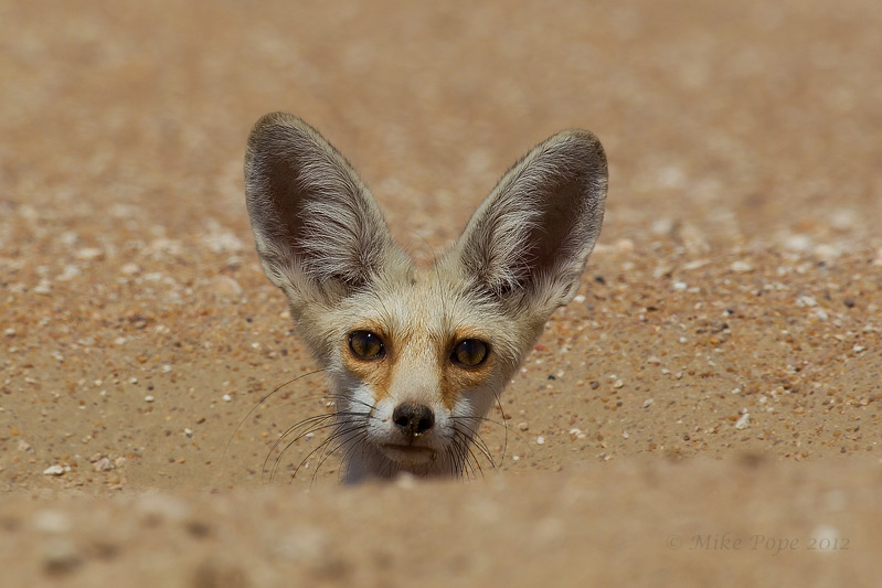 Kuwait Birding: More of the same, almost!