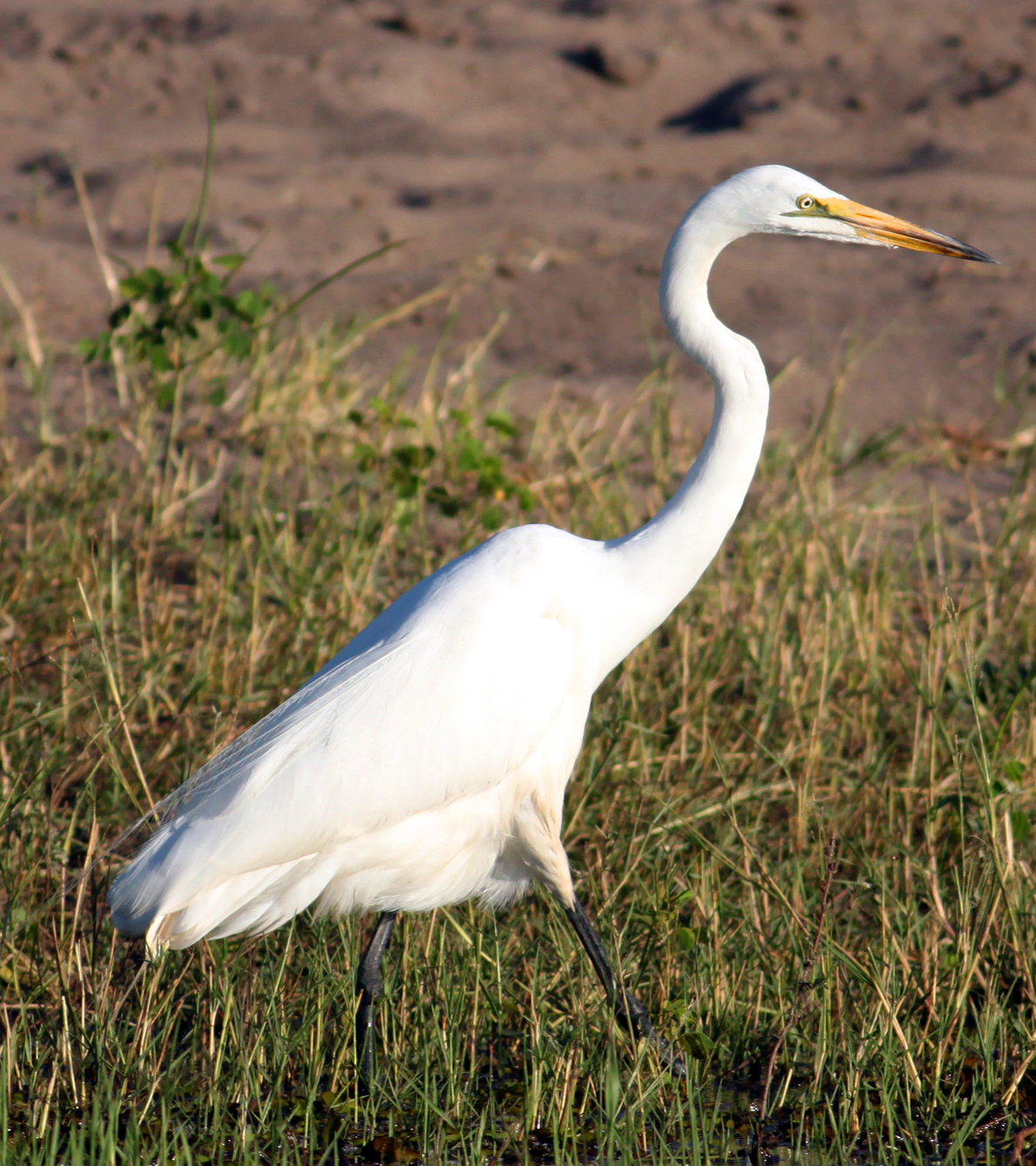 travelswithkathleen: Birds of Chobe