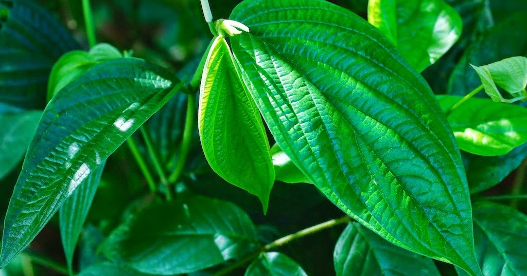 Flora de Puerto Rico Ilustrada Papo Vives: PIPERACEAE PIPER HISPIDUM ...