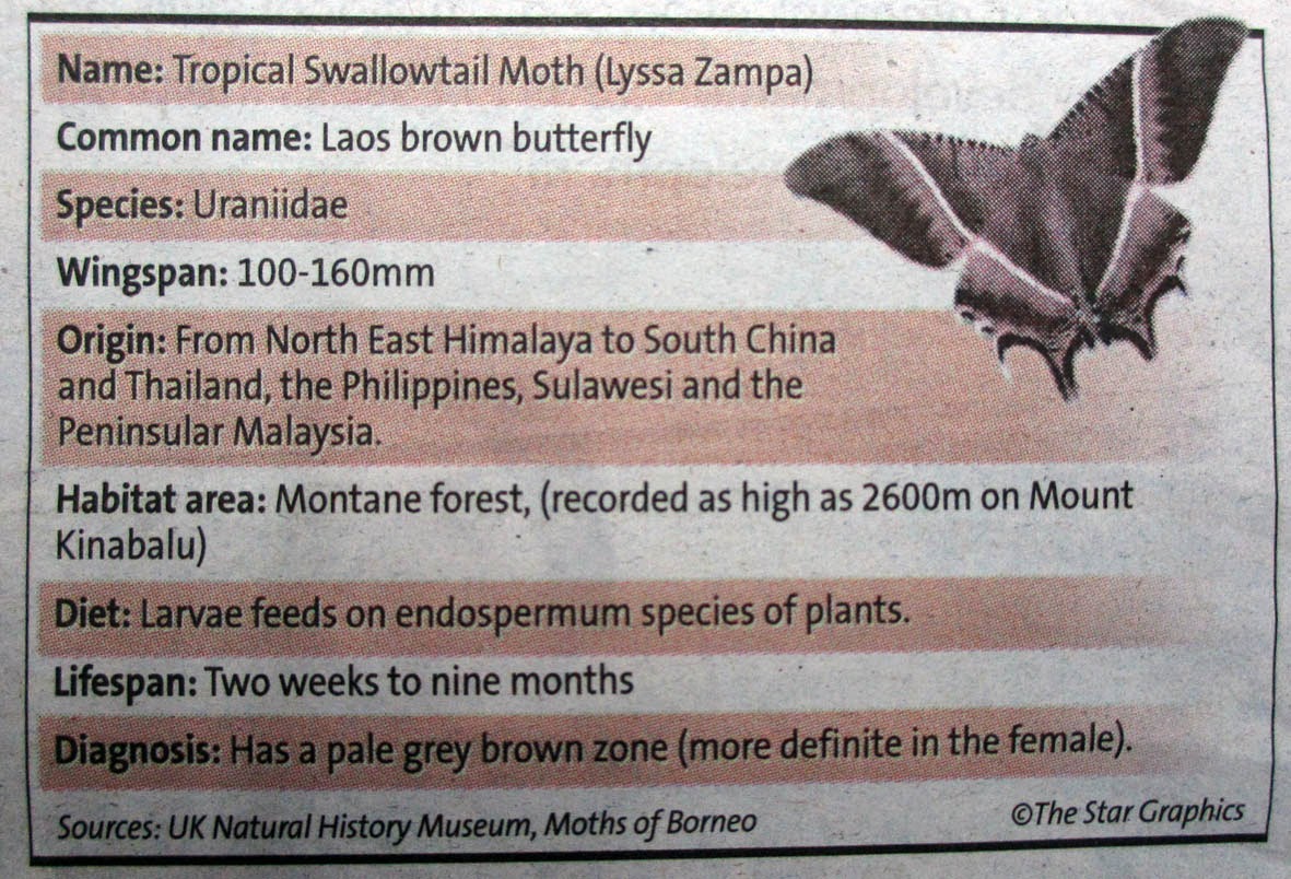 S T i l e T To: Lyssa Zampa - Tropical Swallowtail Moth