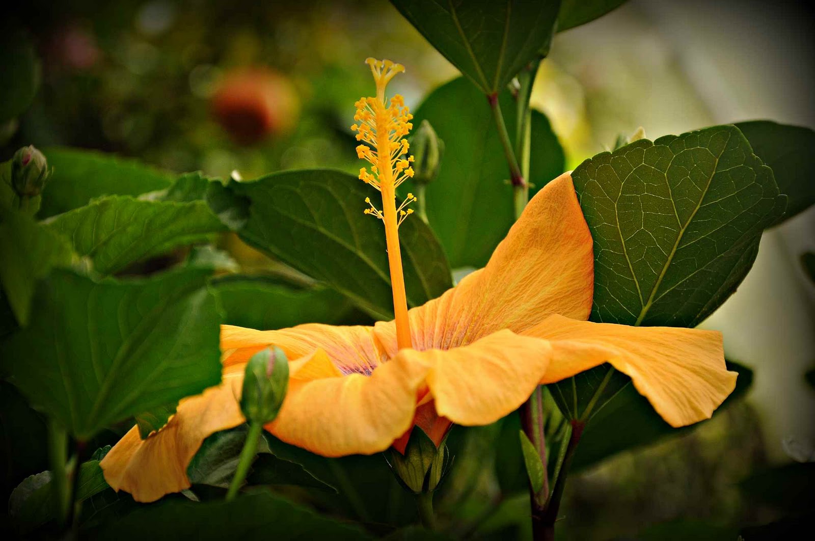 34+ Gambar Bunga Mawar Oren