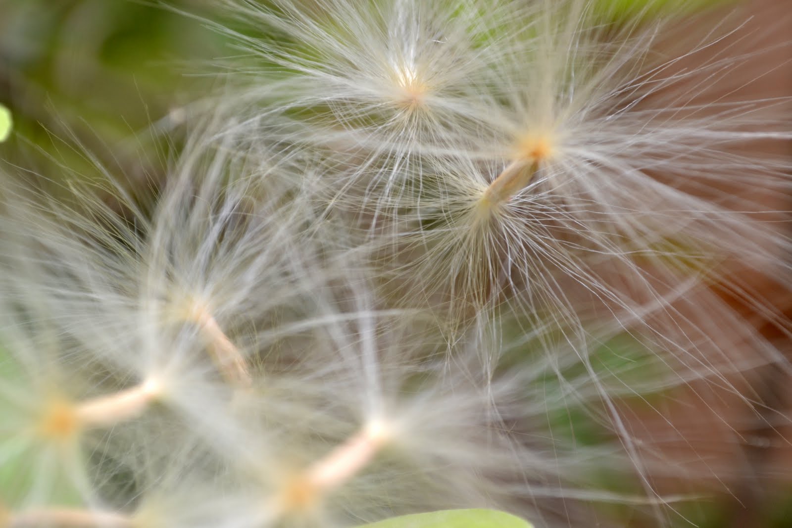 Maradhi Manni: Nature's Wonders... Flying Seeds In Our Garden!