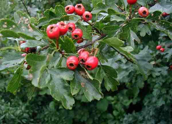 Trees Planet: Crataegus monogyna – Oneseed Hawthorn – May